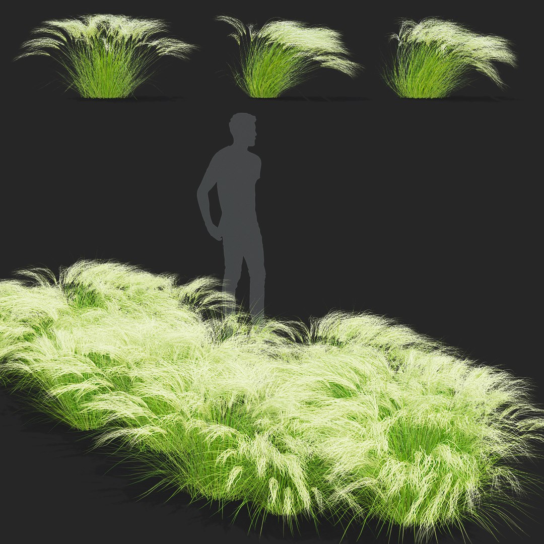 3D Stipa Tenuissima Grass - TurboSquid 1982037