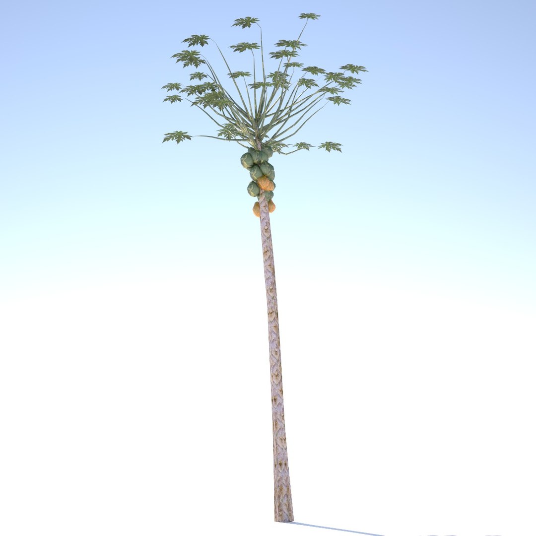 Papaya Tree 3d 3ds