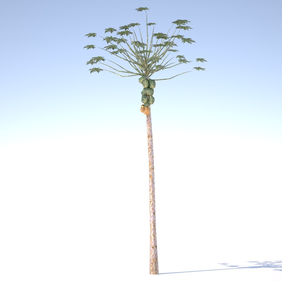 Papaya Tree 3d 3ds