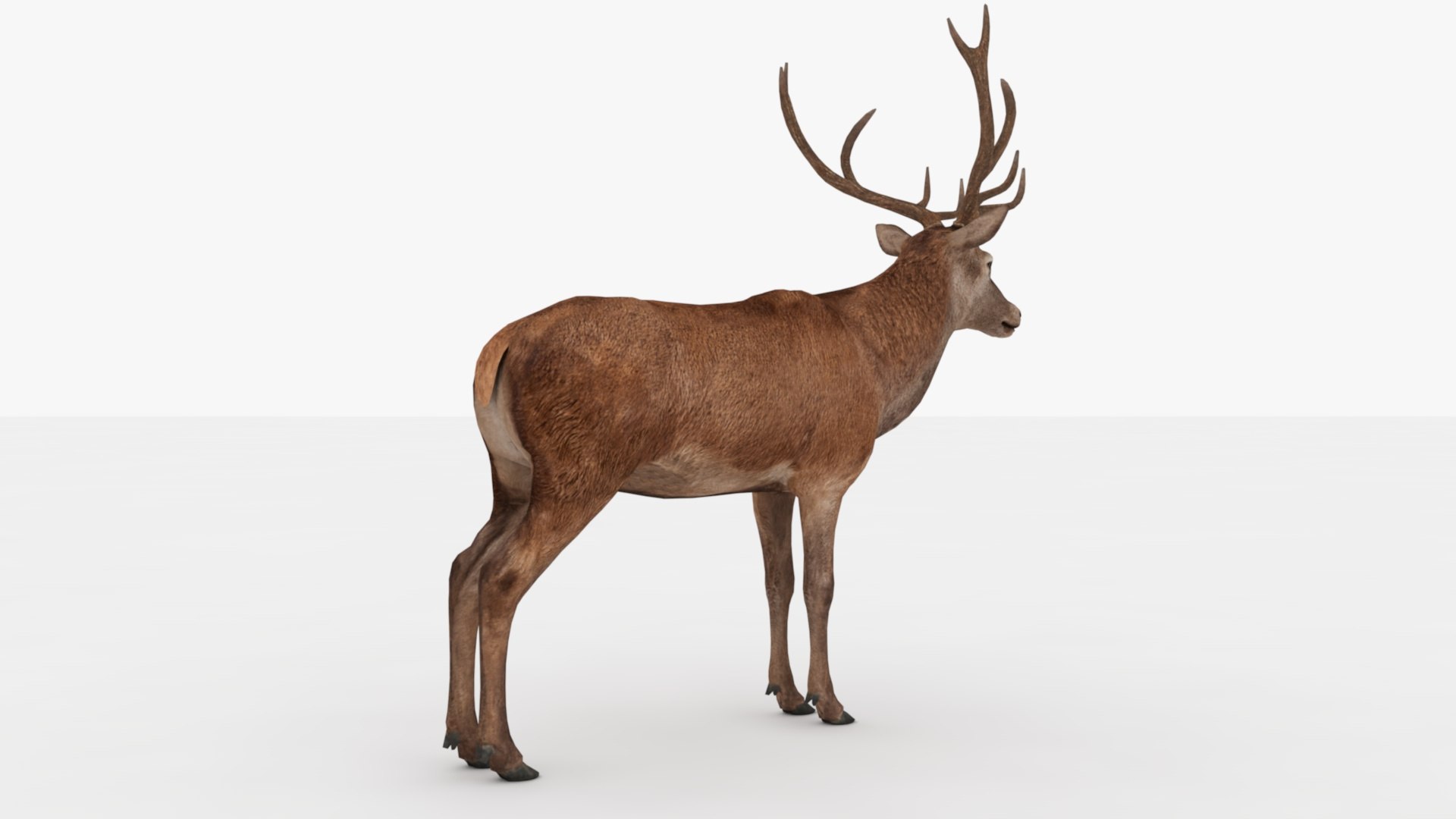 3D Deer Rigged And Animated - TurboSquid 2348749