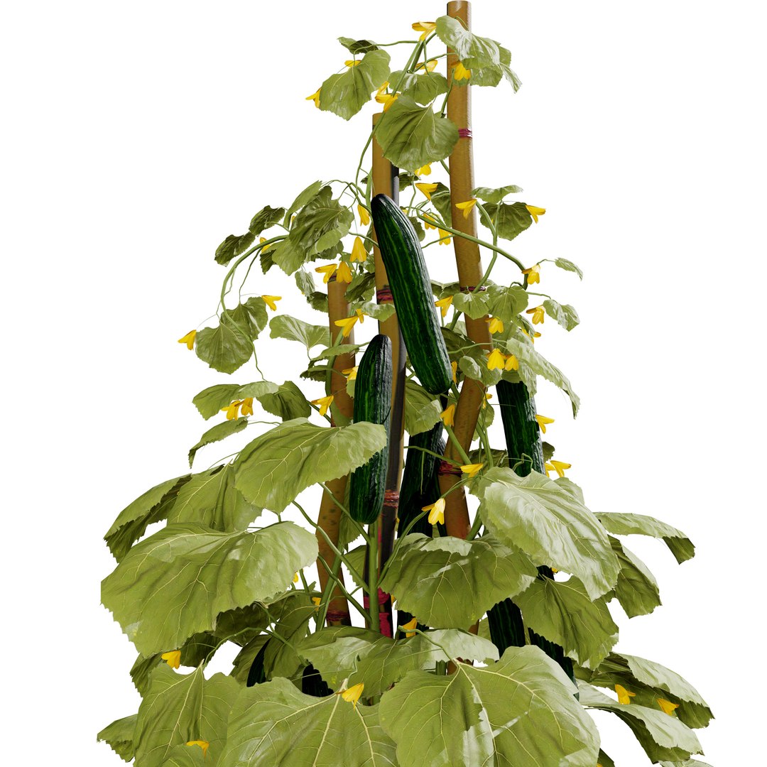 3D Cucumber Vine 3D Model Model - TurboSquid 2292616