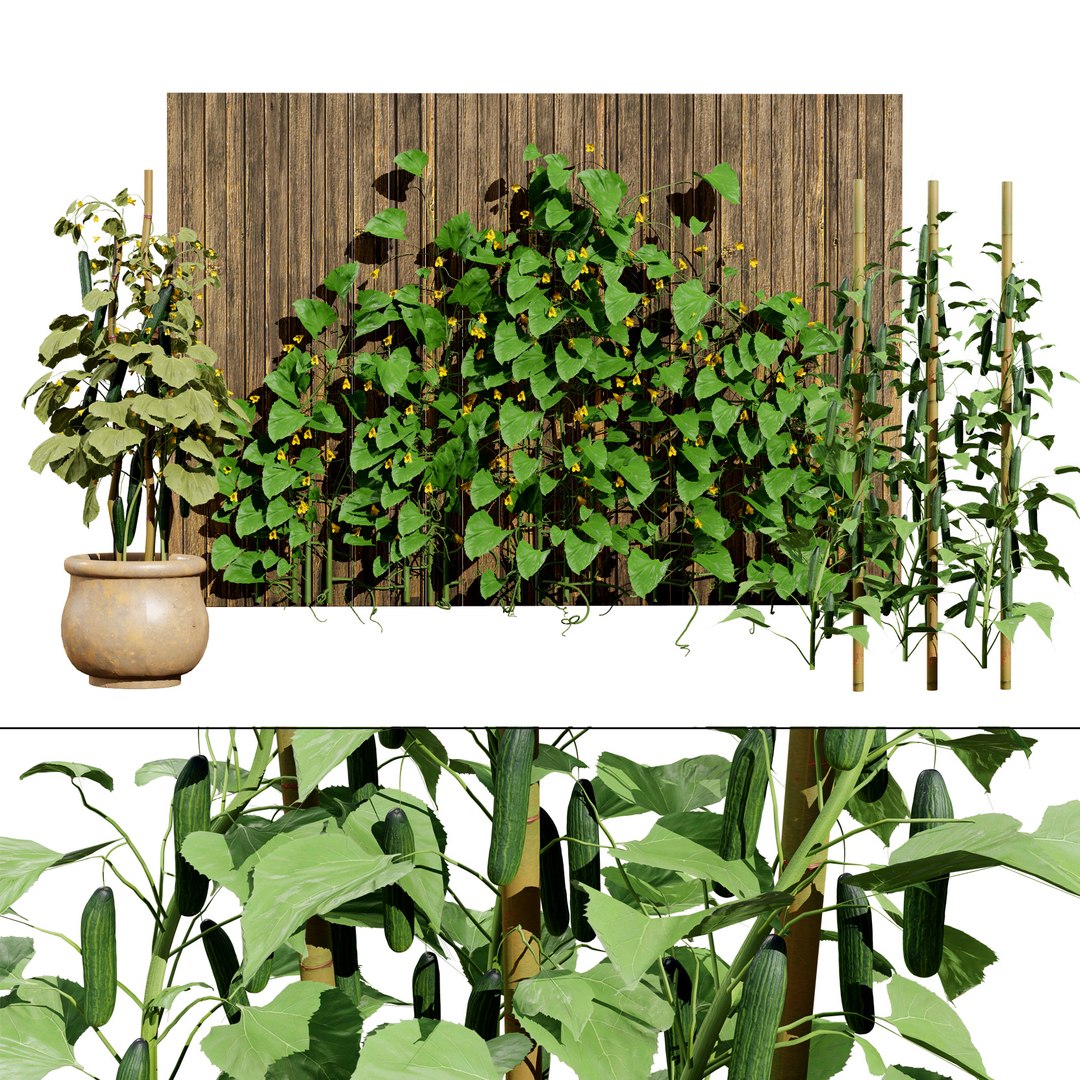 3D Cucumber Vine 3D Model Model - TurboSquid 2292616