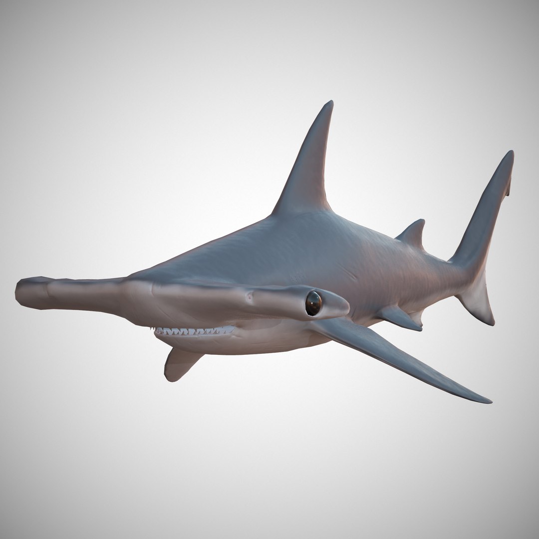 Great White - Model - TurboSquid 1223689