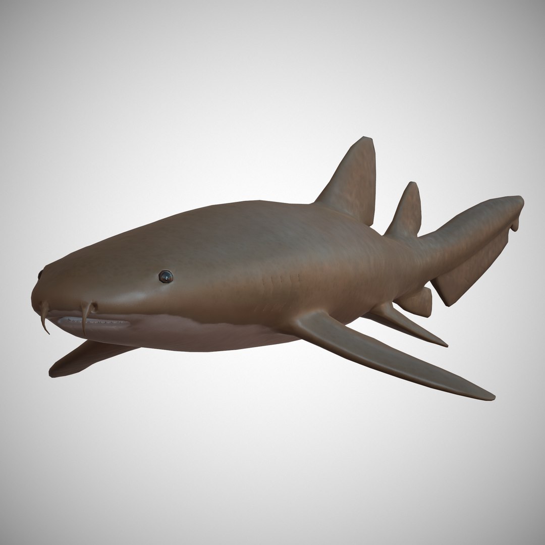 Great White - Model - TurboSquid 1223689