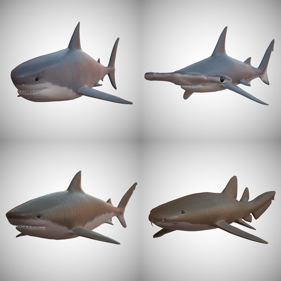 Great White - Model - TurboSquid 1223689