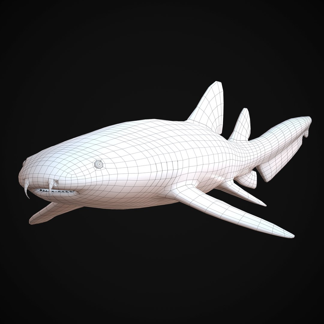 Great White - Model - TurboSquid 1223689