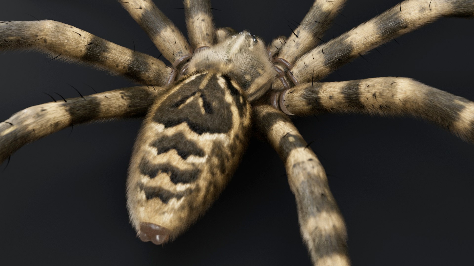 Fishing Spider 3D Model - TurboSquid 2181162