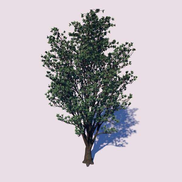 modelo 3d Árbol de duramen - TurboSquid 1281469