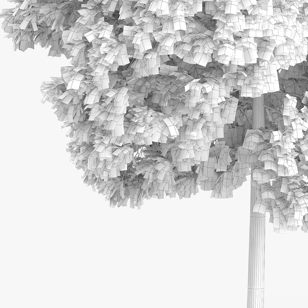 white birch 10 4m 3d model
