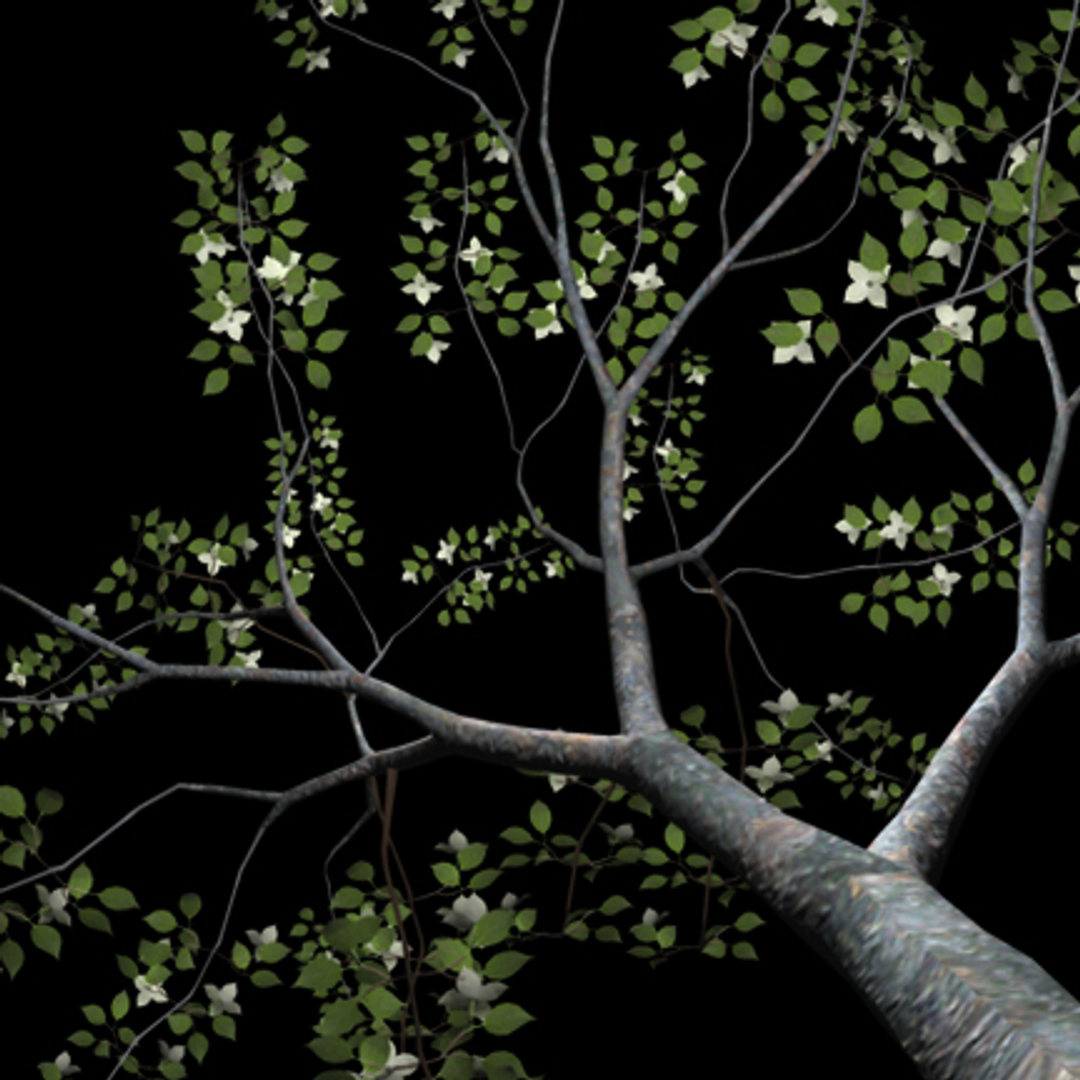 white dogwood tree obj