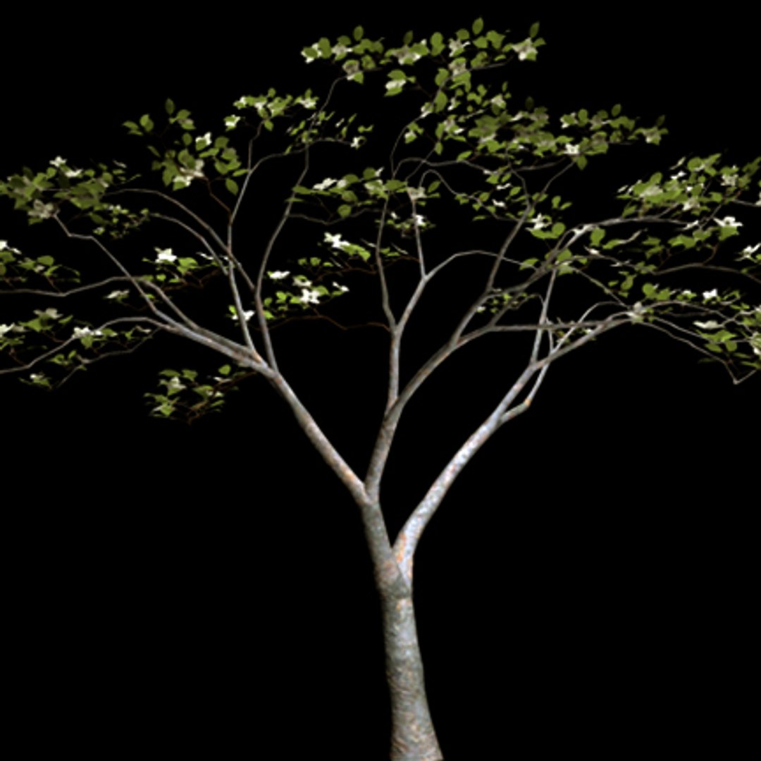 White Dogwood Tree Obj