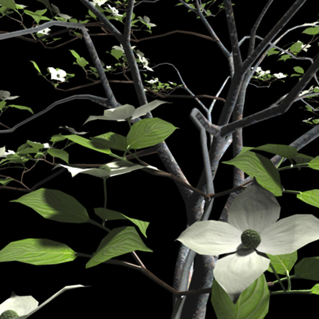 white dogwood tree obj