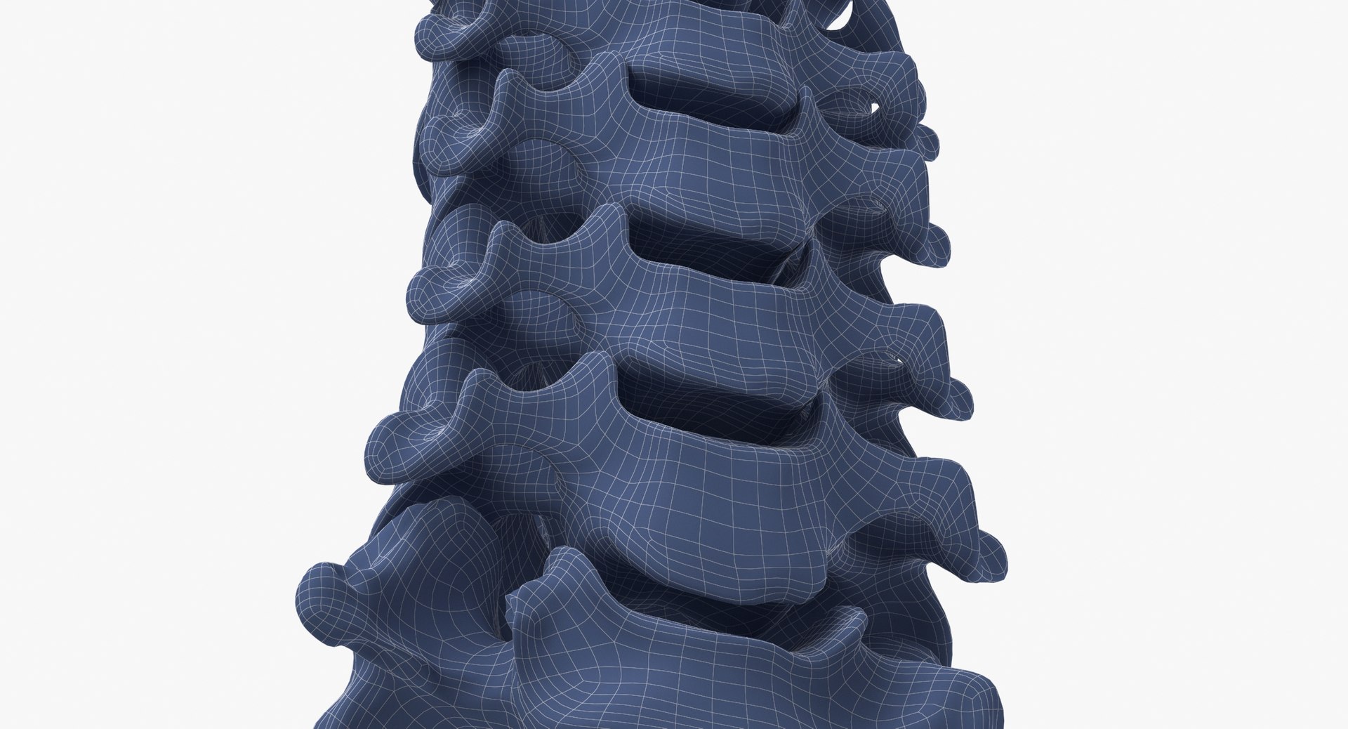 Human Neck Cervical Vertebrae C1 to C7 Bones Collection 02 - 2 models ...