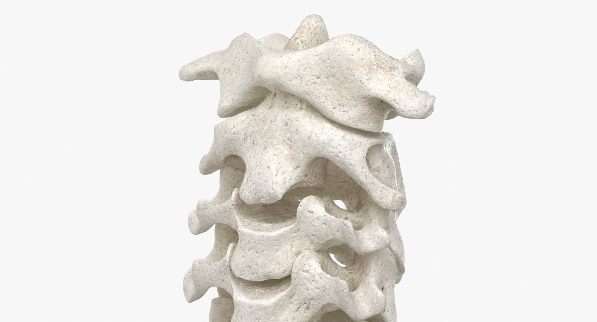 Human Neck Cervical Vertebrae C1 to C7 Bones Collection 02 - 2 models ...