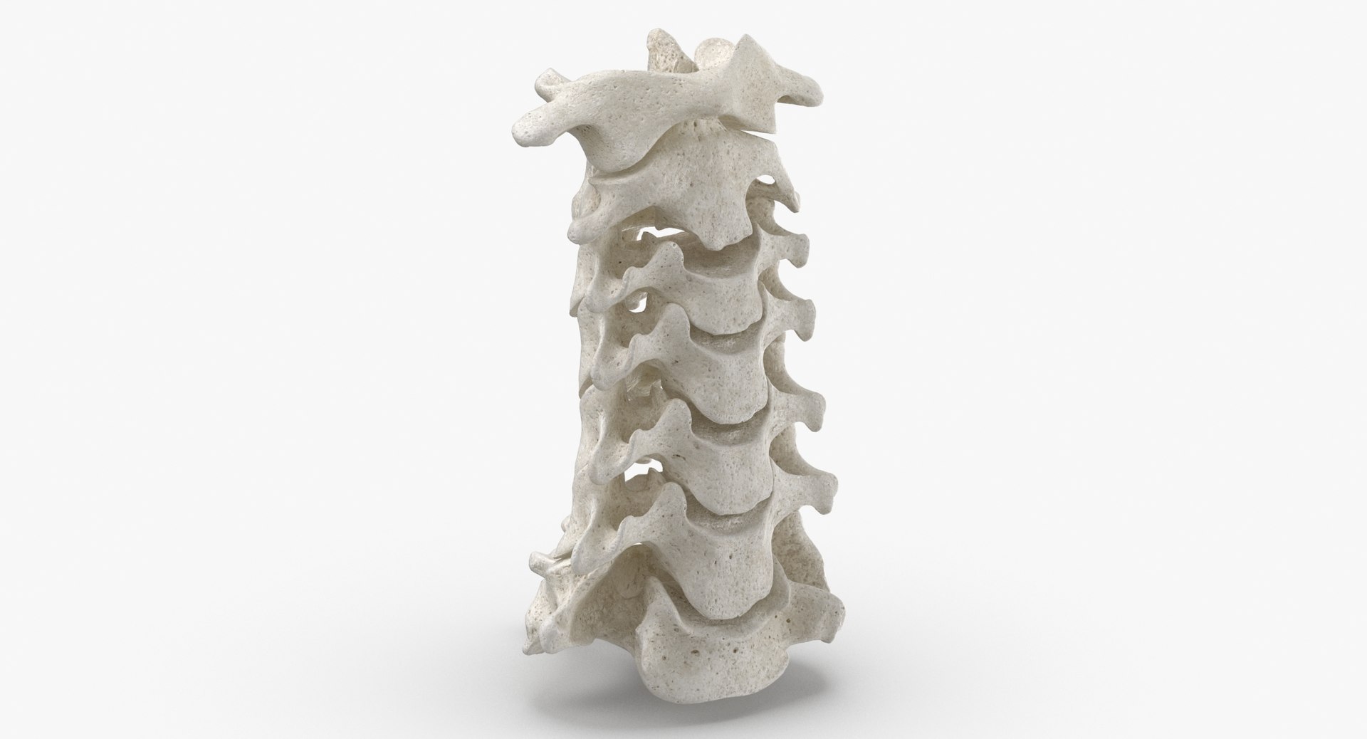 Human Neck Cervical Vertebrae C1 To C7 Bones Collection 02 - 2 Models ...