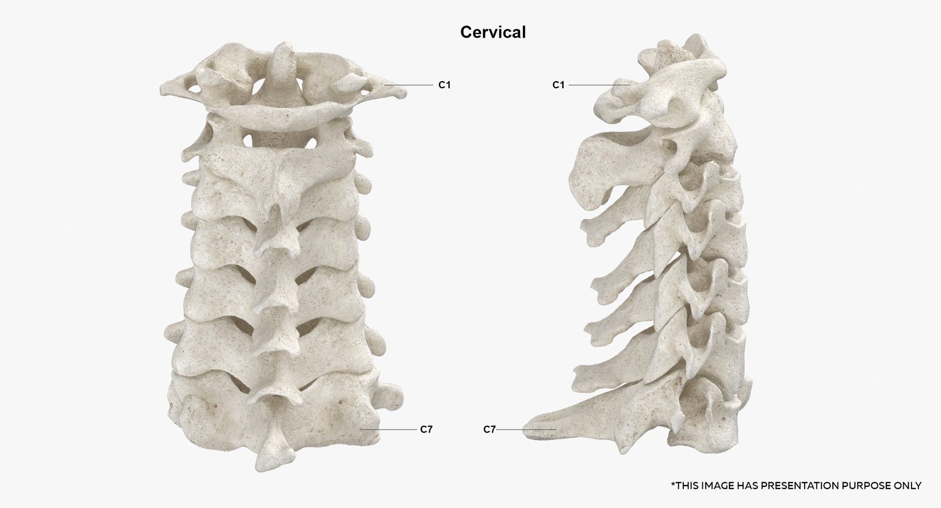Human Neck Cervical Vertebrae C1 To C7 Bones Collection 02 - 2 Models ...