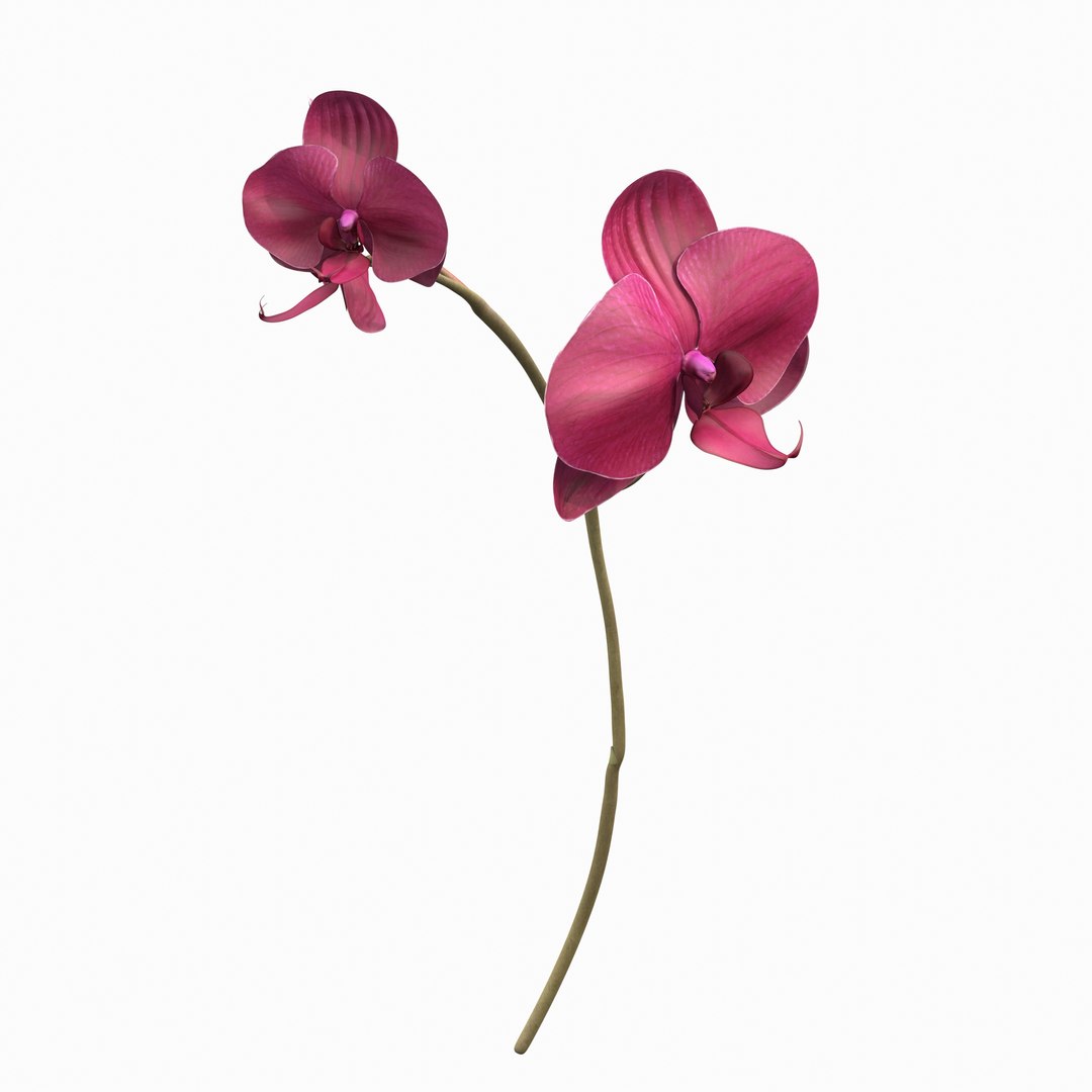 Orchid Fbx