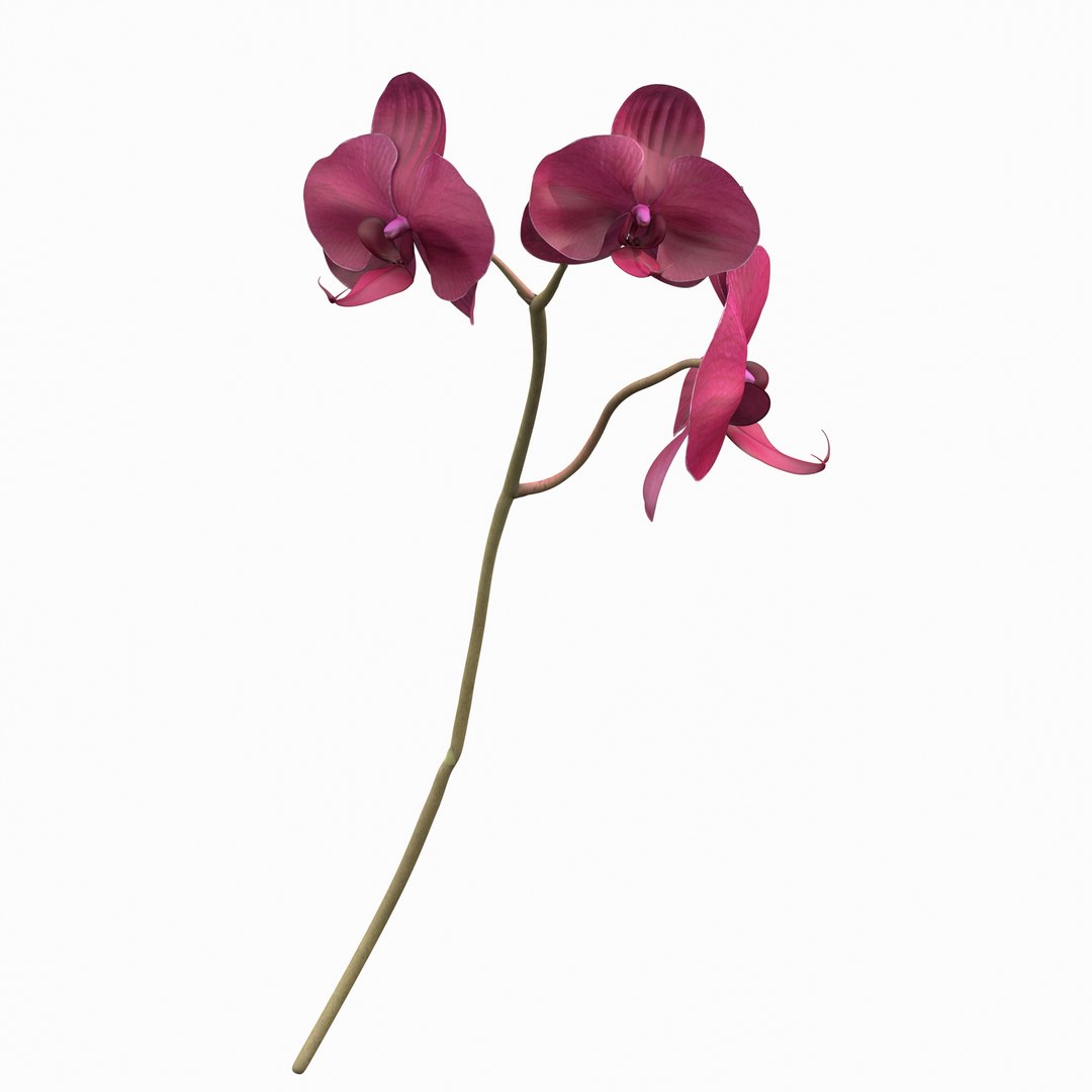 Orchid Fbx