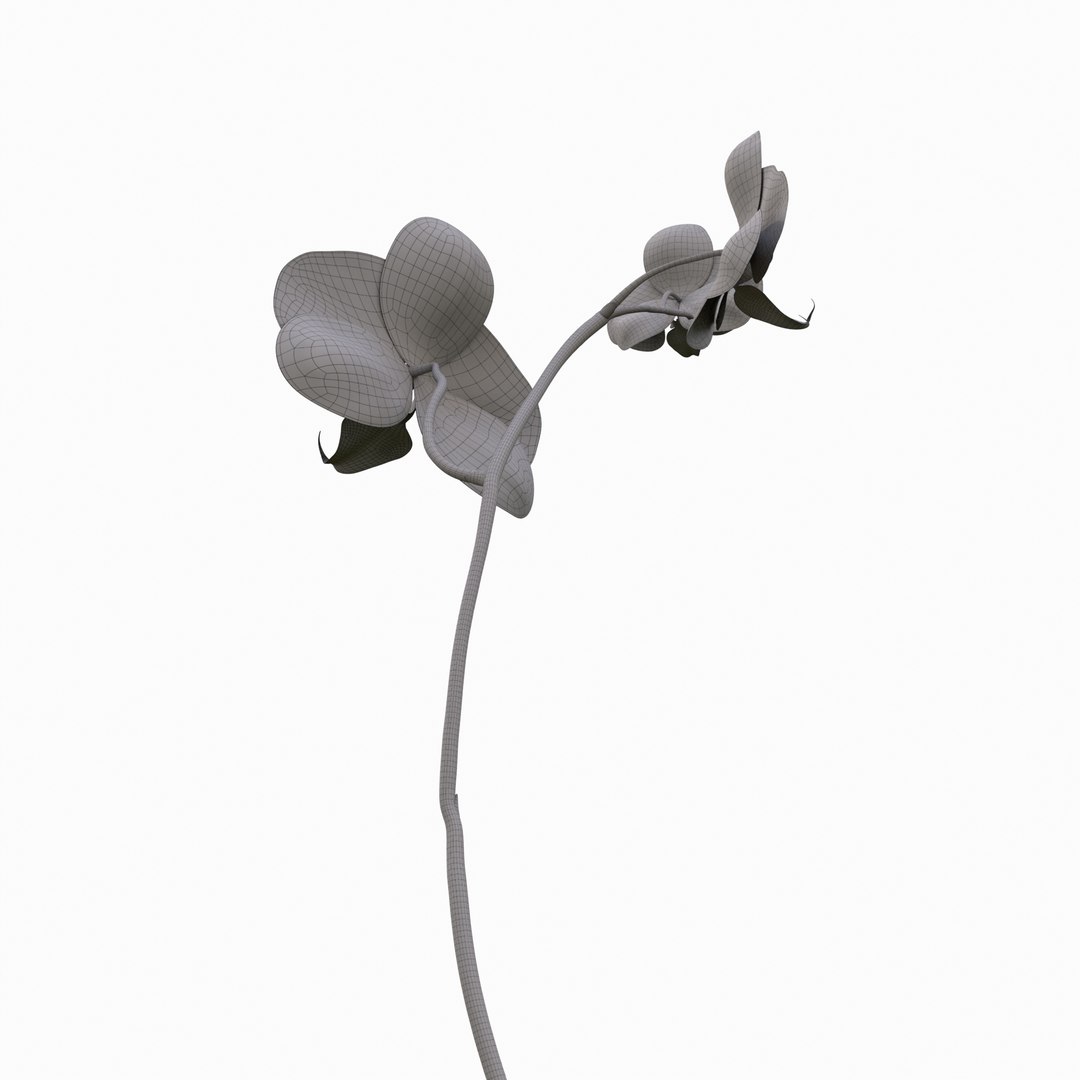 Orchid Fbx