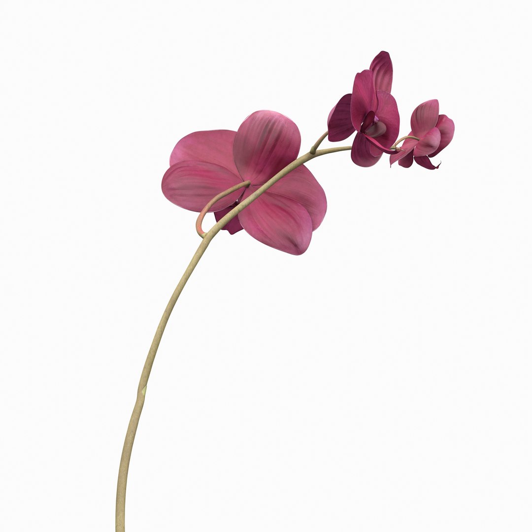 orchid fbx