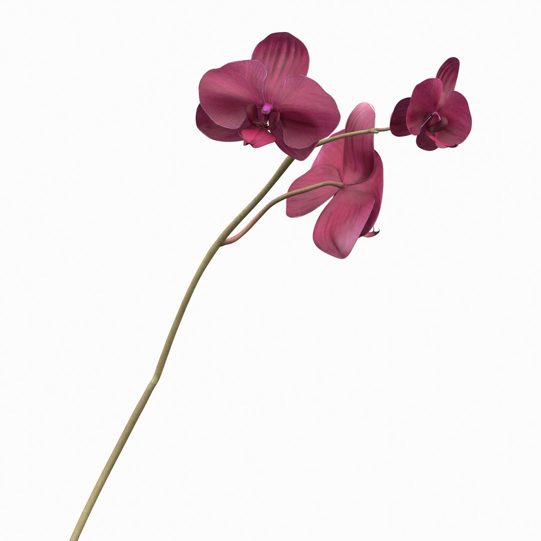 Orchid Fbx