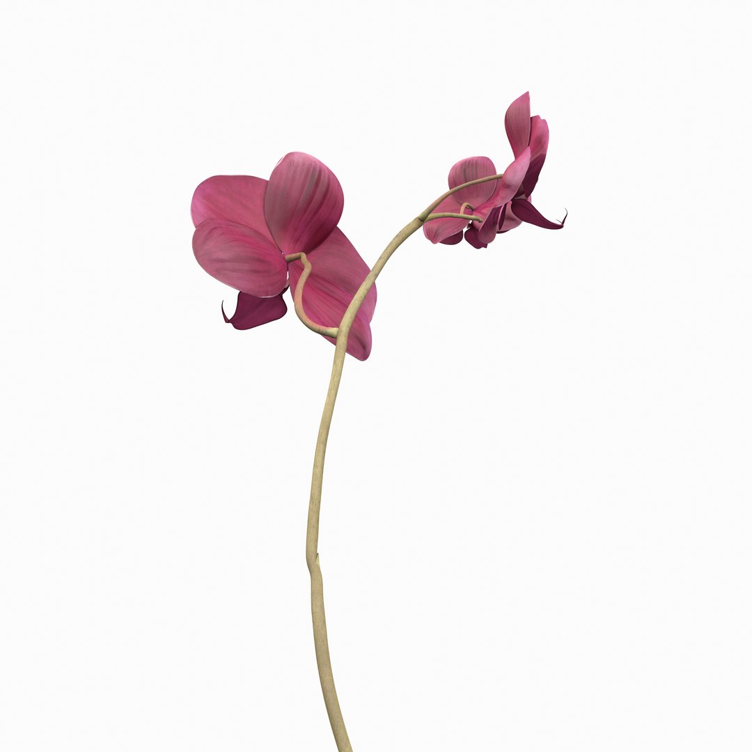 Orchid Fbx