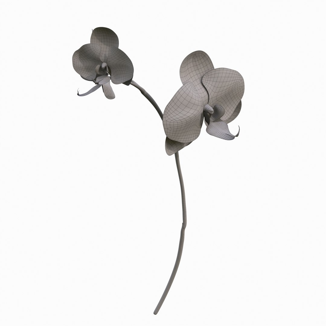 Orchid Fbx
