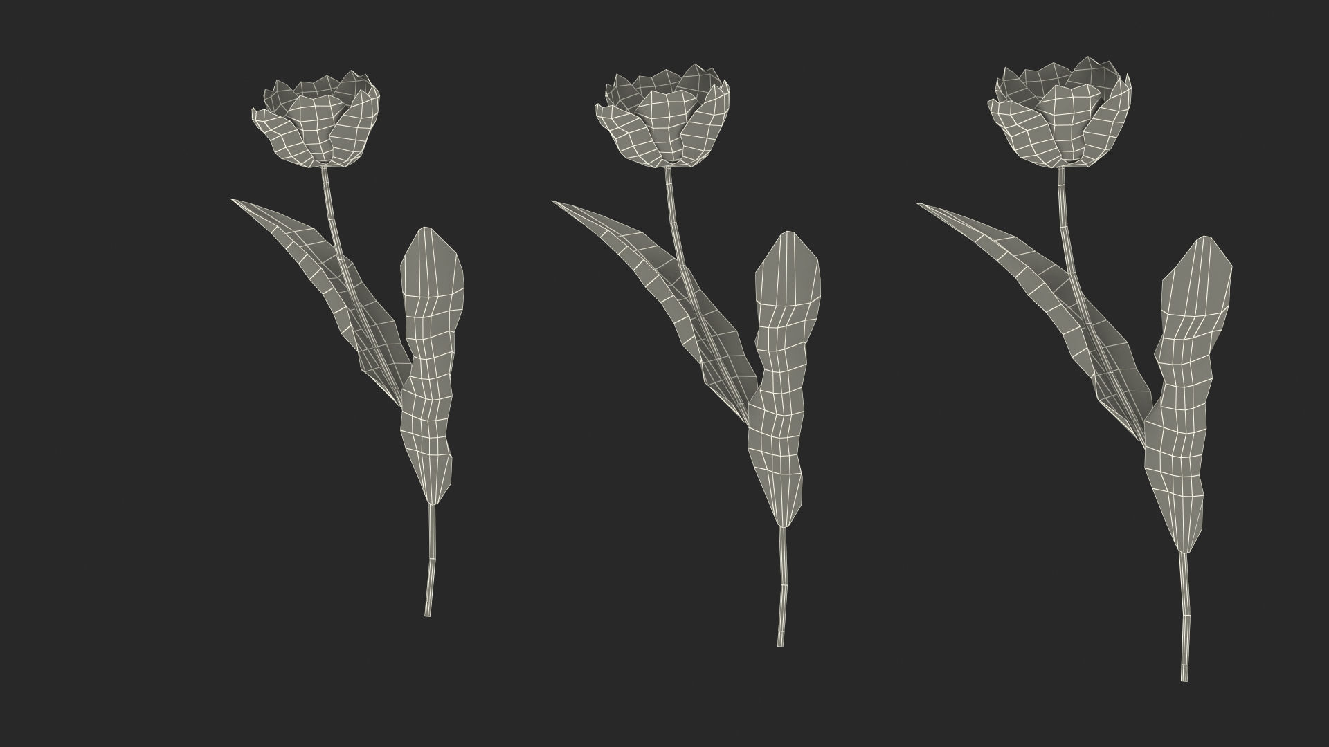 3D Model Three Colour Blooming Tulips Set - TurboSquid 2189646