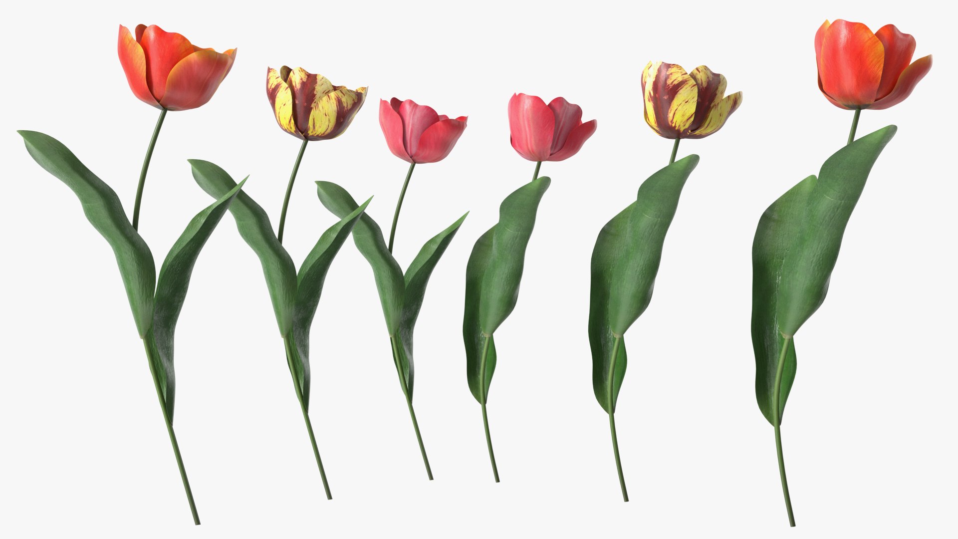 3D Model Three Colour Blooming Tulips Set - TurboSquid 2189646