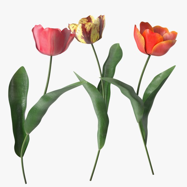 modelo 3d Conjunto de tulipanes florecientes de tres colores ...