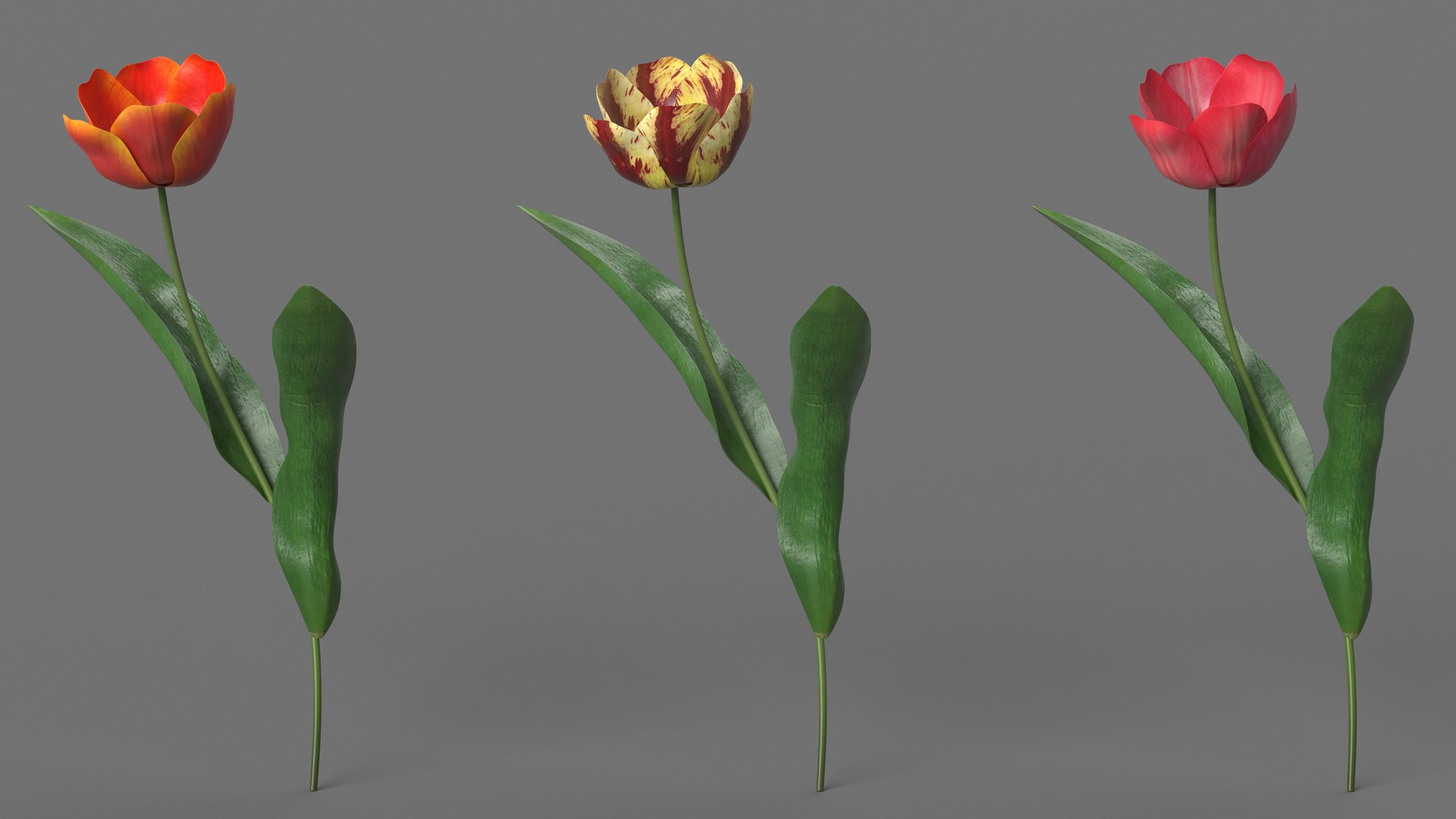 3D Model Three Colour Blooming Tulips Set - TurboSquid 2189646