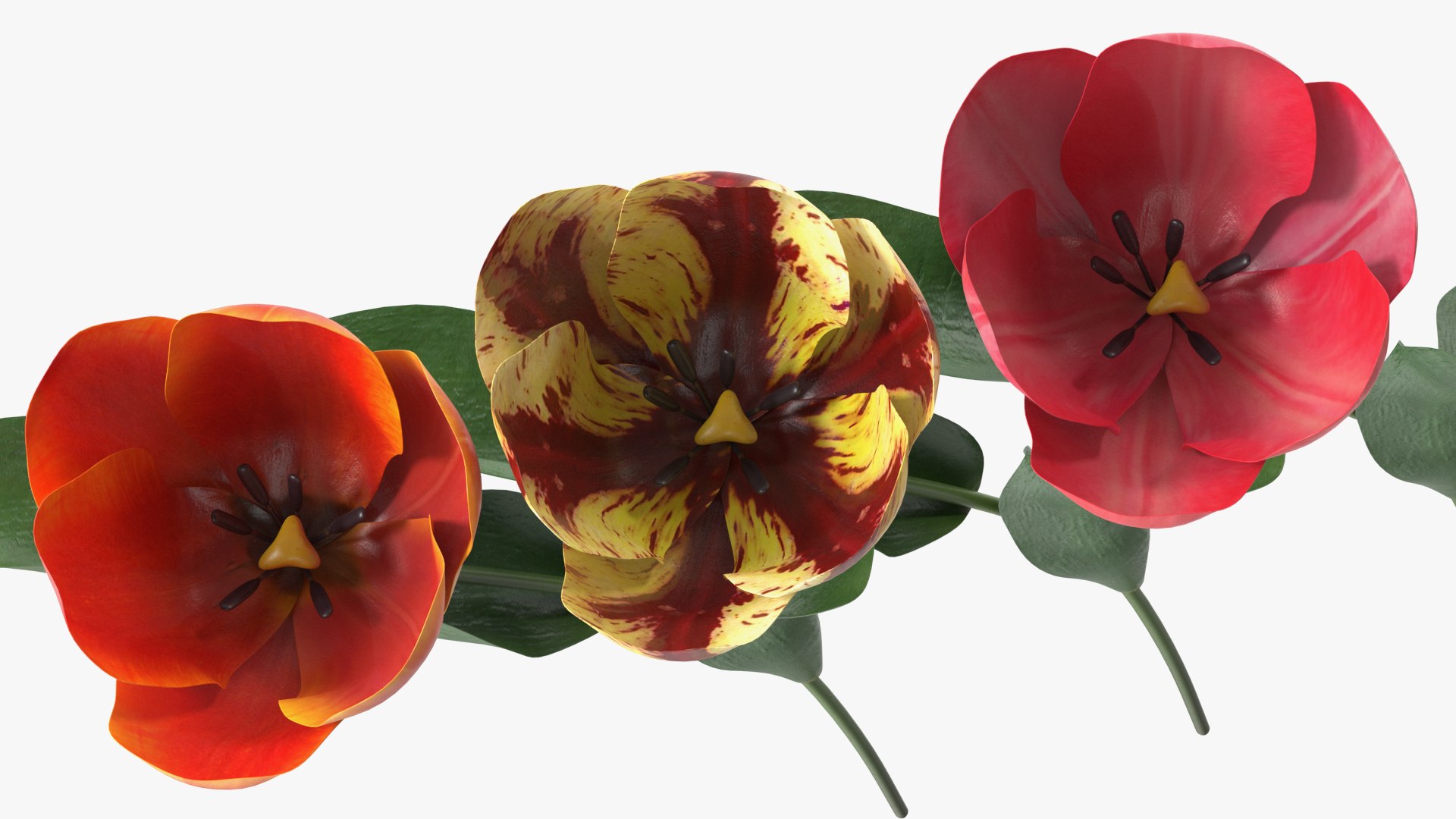3D Model Three Colour Blooming Tulips Set - TurboSquid 2189646