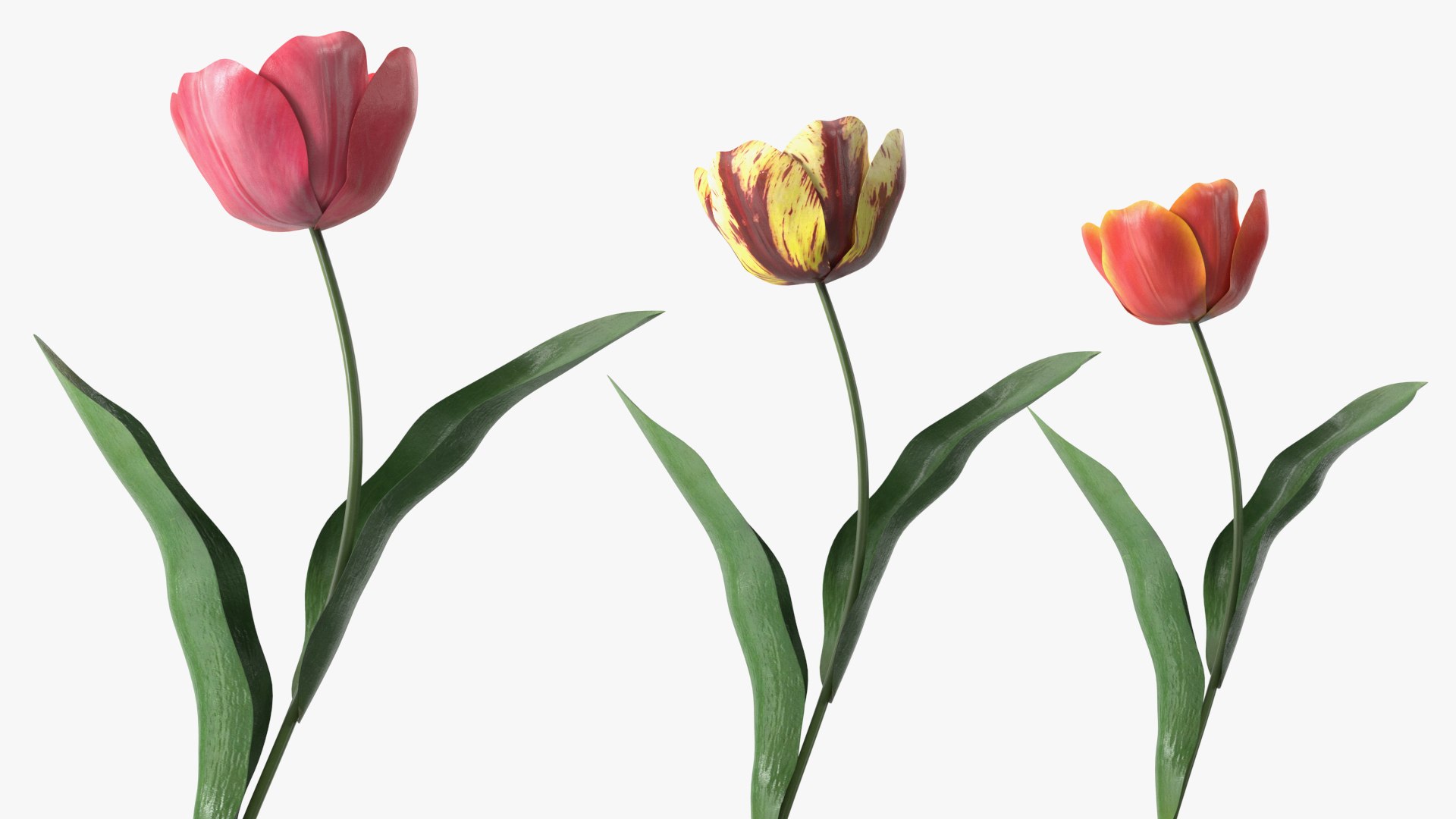 3D Model Three Colour Blooming Tulips Set - TurboSquid 2189646