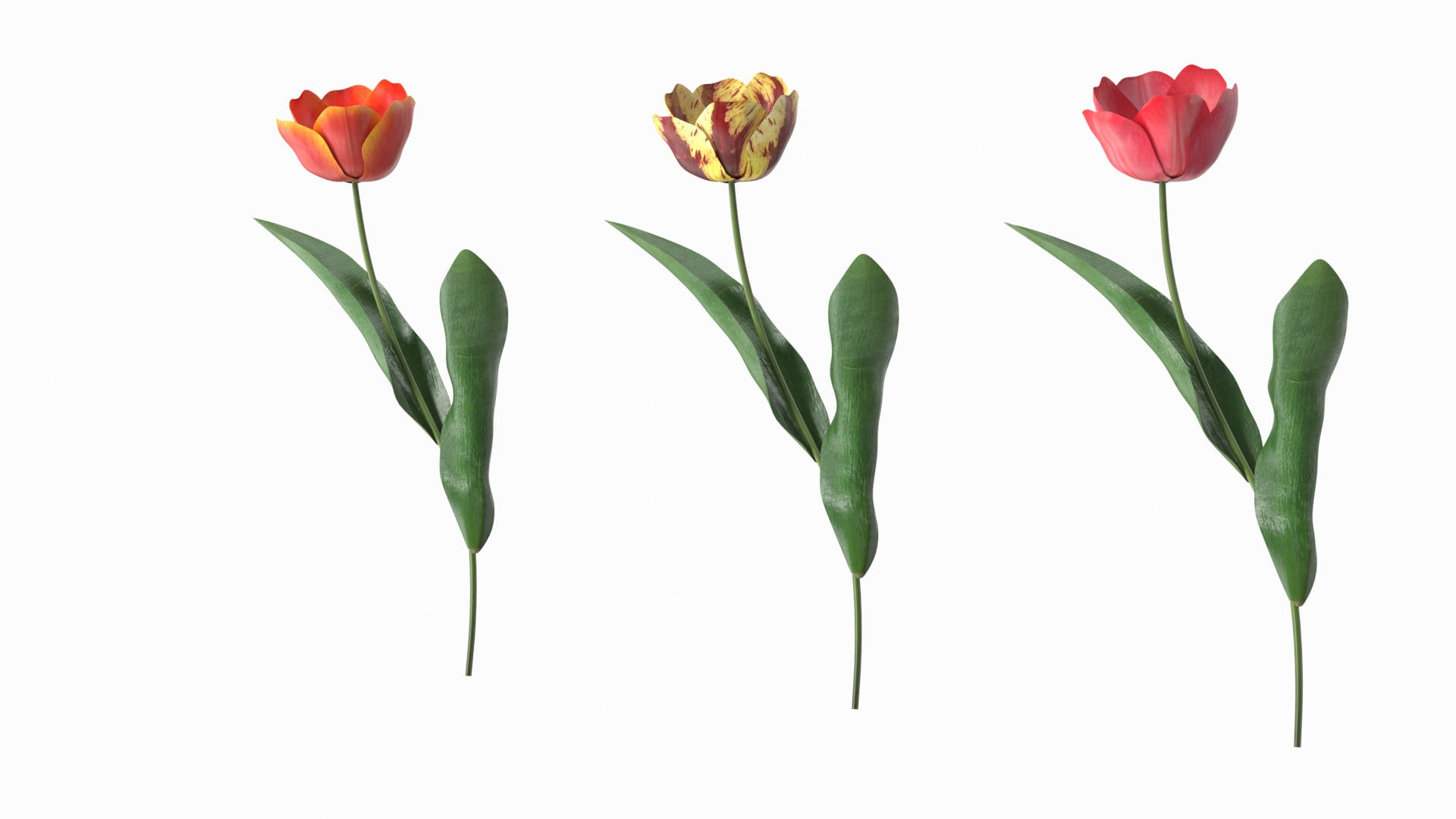 3D Model Three Colour Blooming Tulips Set - TurboSquid 2189646