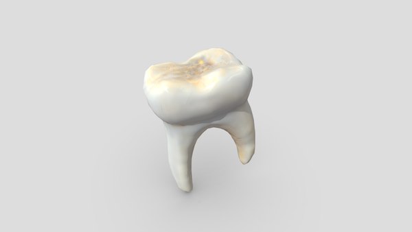 modelo 3d Diente humano - TurboSquid 2256451