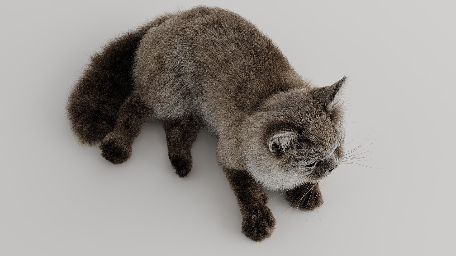 Cat Animal Model - TurboSquid 2103210