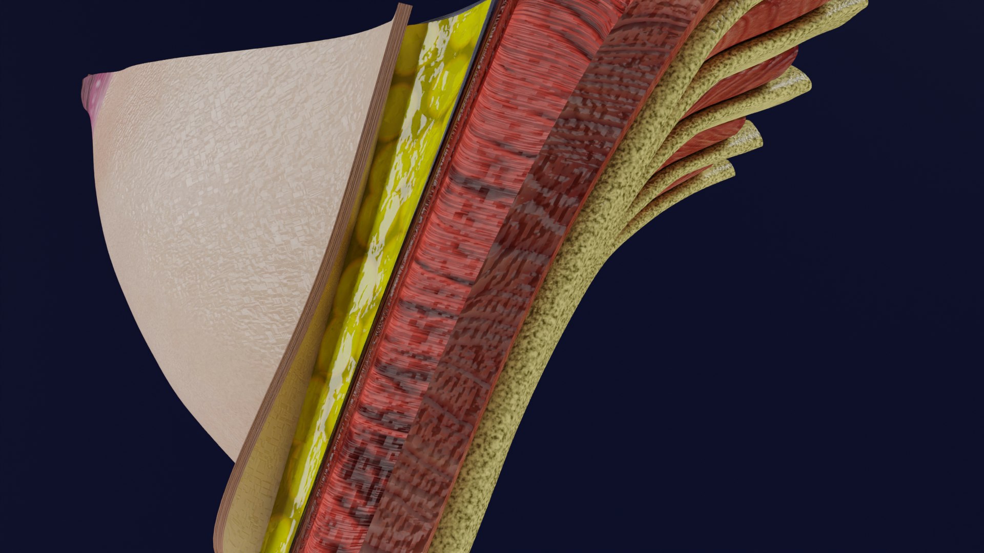 Breast Anatomy Histology Detailed Labelled Precise To Scale Model ...