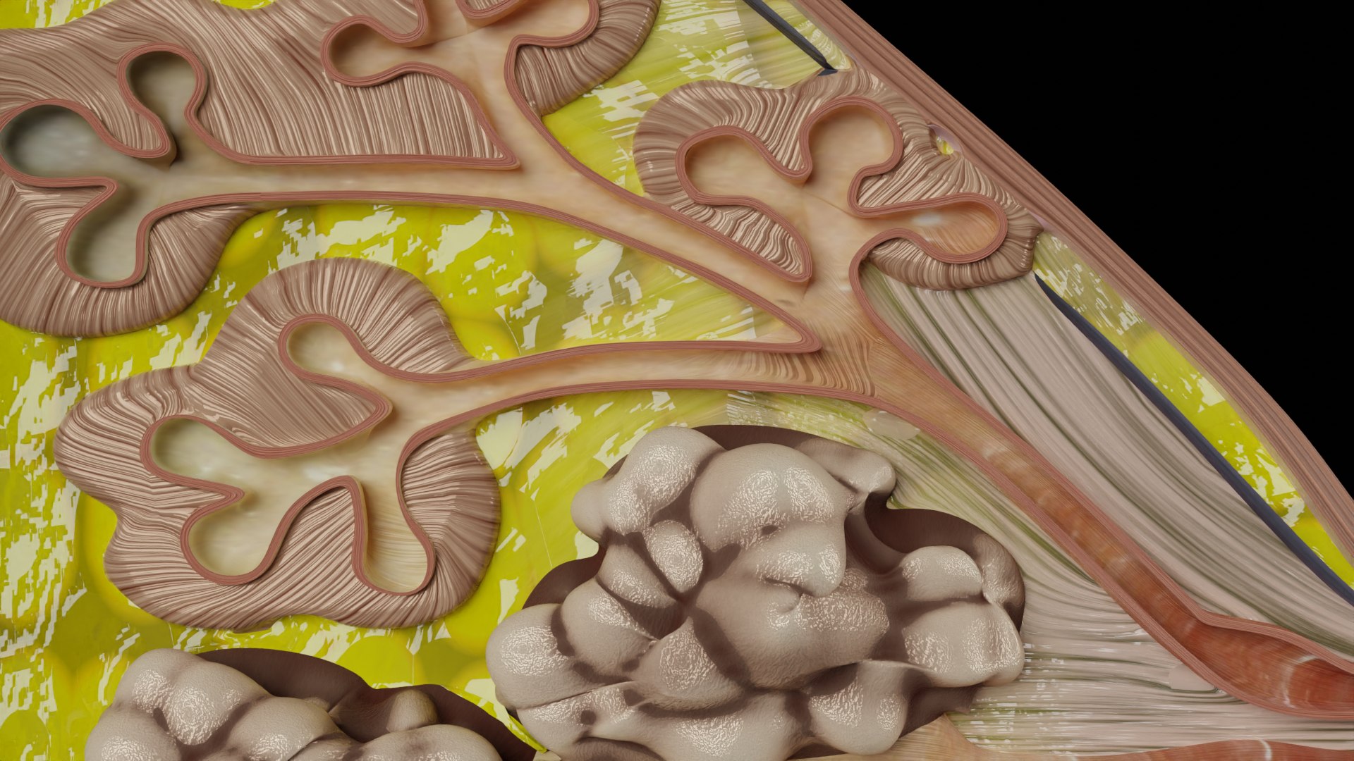 Breast Anatomy Histology Detailed Labelled Precise To Scale Model ...