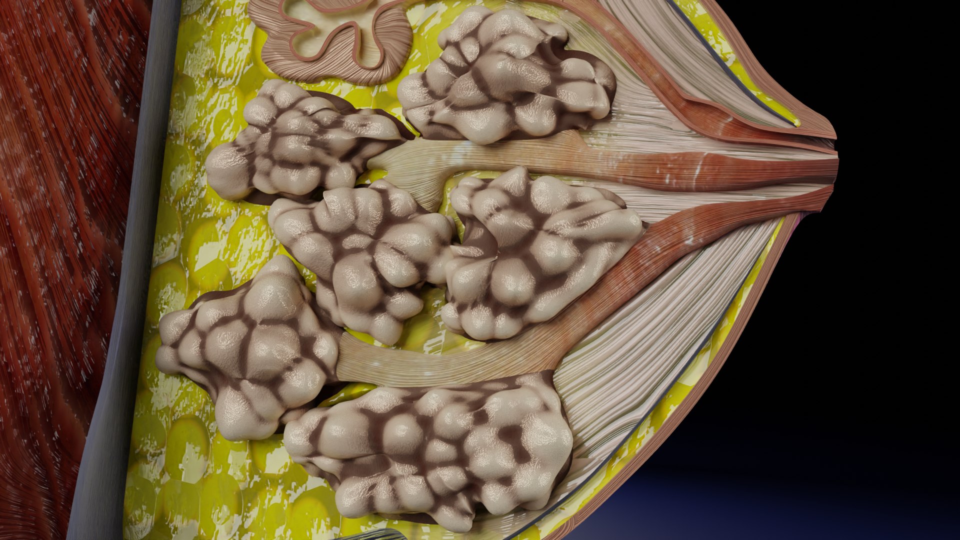 Breast anatomy histology detailed labelled precise to scale model ...