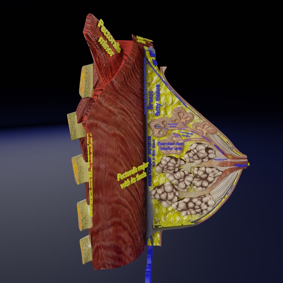 Breast Anatomy Histology Detailed Labelled Precise To Scale Model ...
