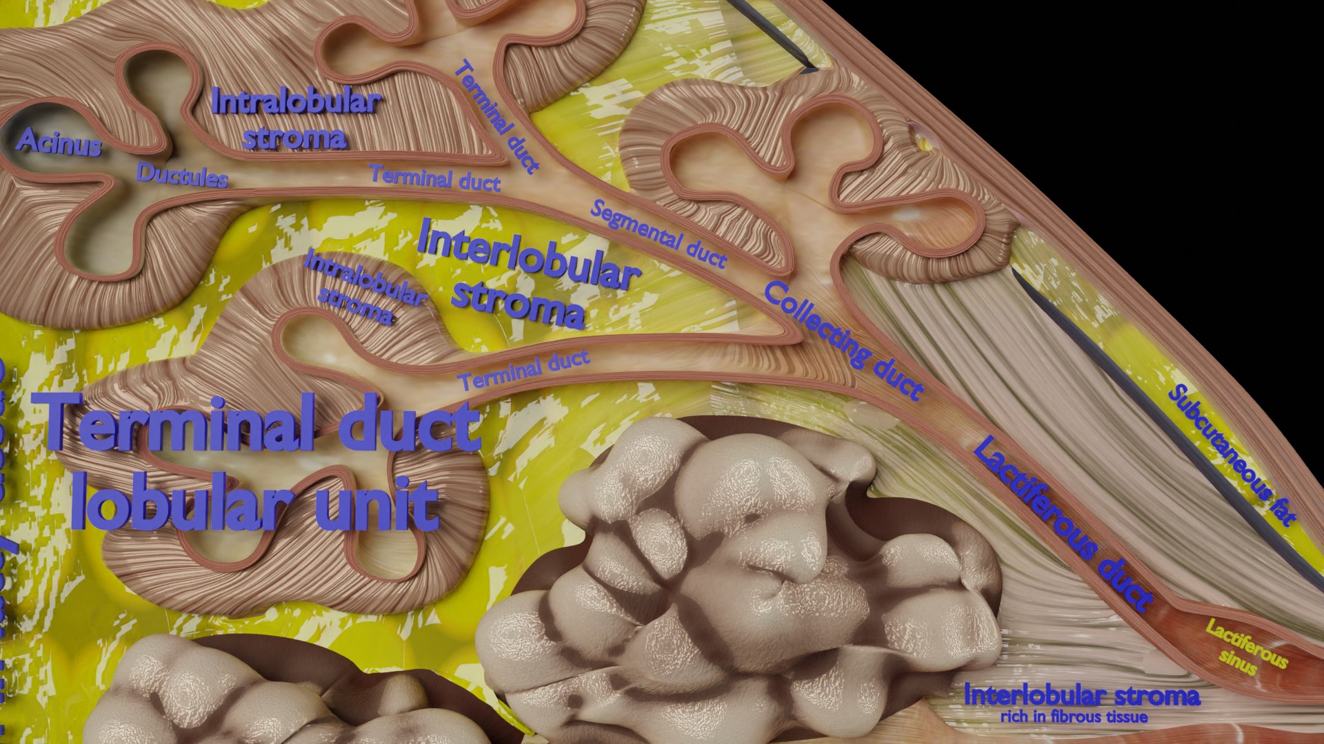 Breast Anatomy Histology Detailed Labelled Precise To Scale Model ...