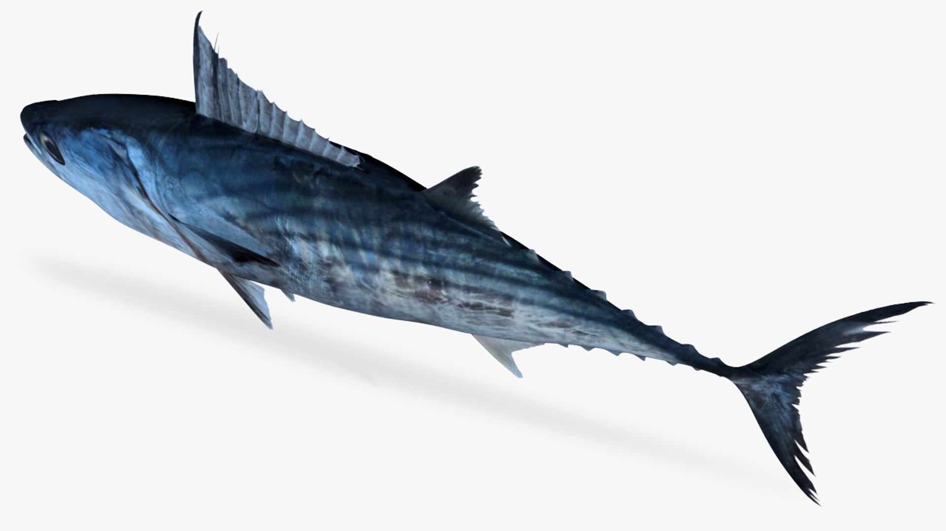 3D Bonito Fish - TurboSquid 1219712