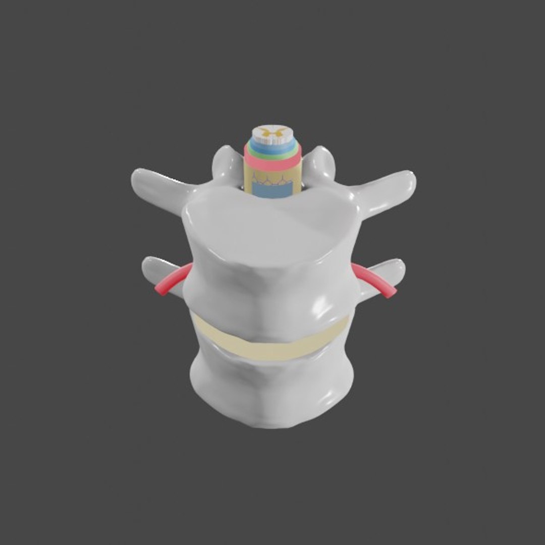 Spine Lumbar Vertebra 3D Model - TurboSquid 1568745