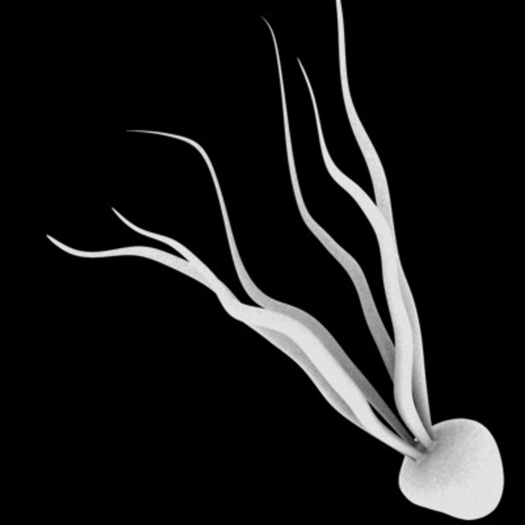microscopic jellyfish cell 1 3d model