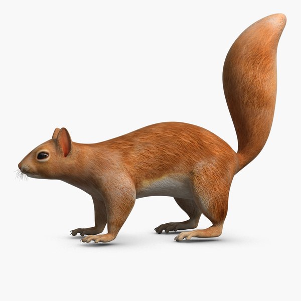 modelo 3d Ardilla - TurboSquid 659998