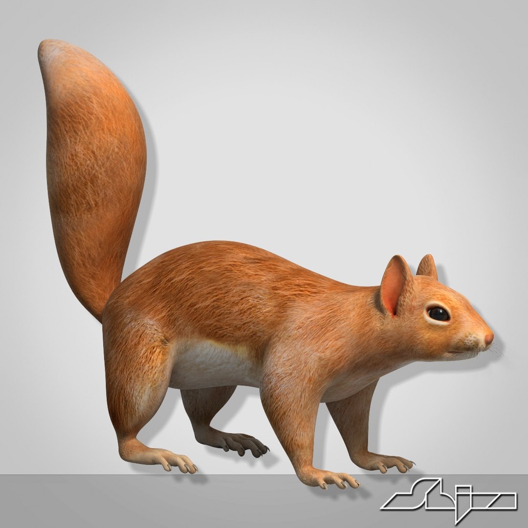 3d Squirrel Modeled