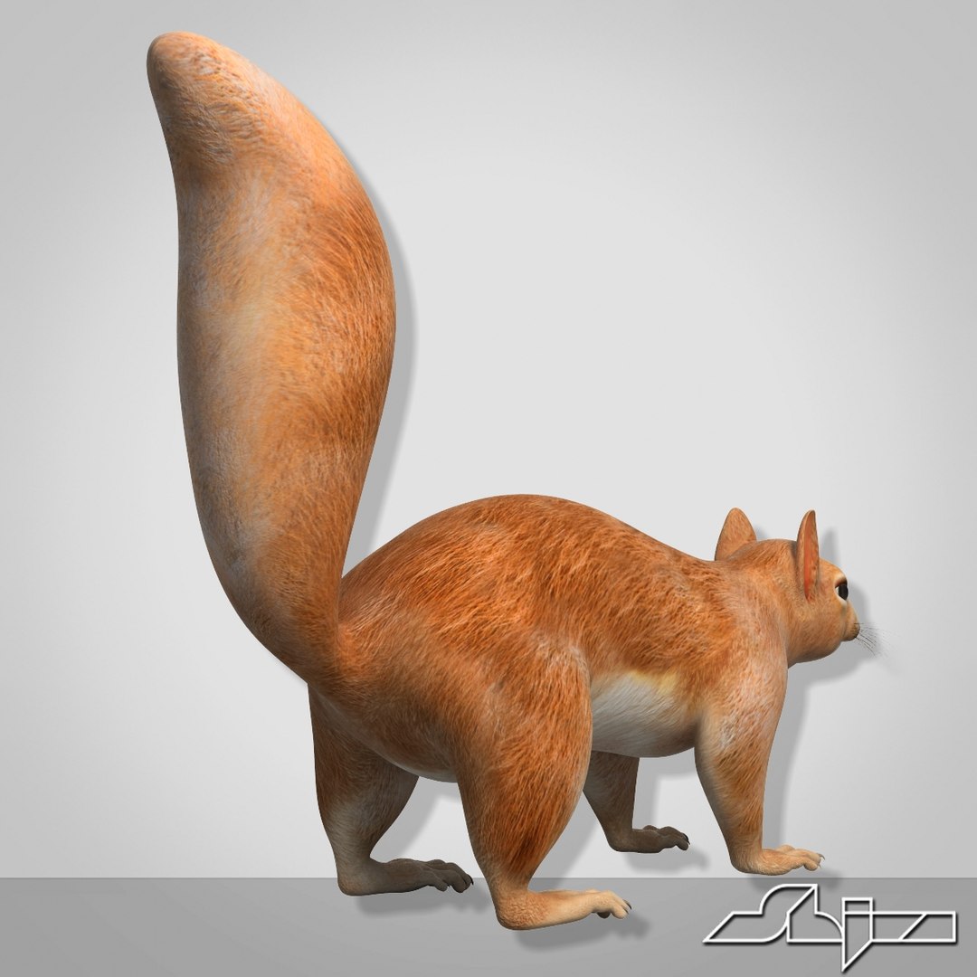 3d Squirrel Modeled