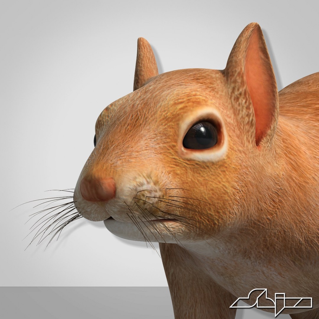 3d Squirrel Modeled