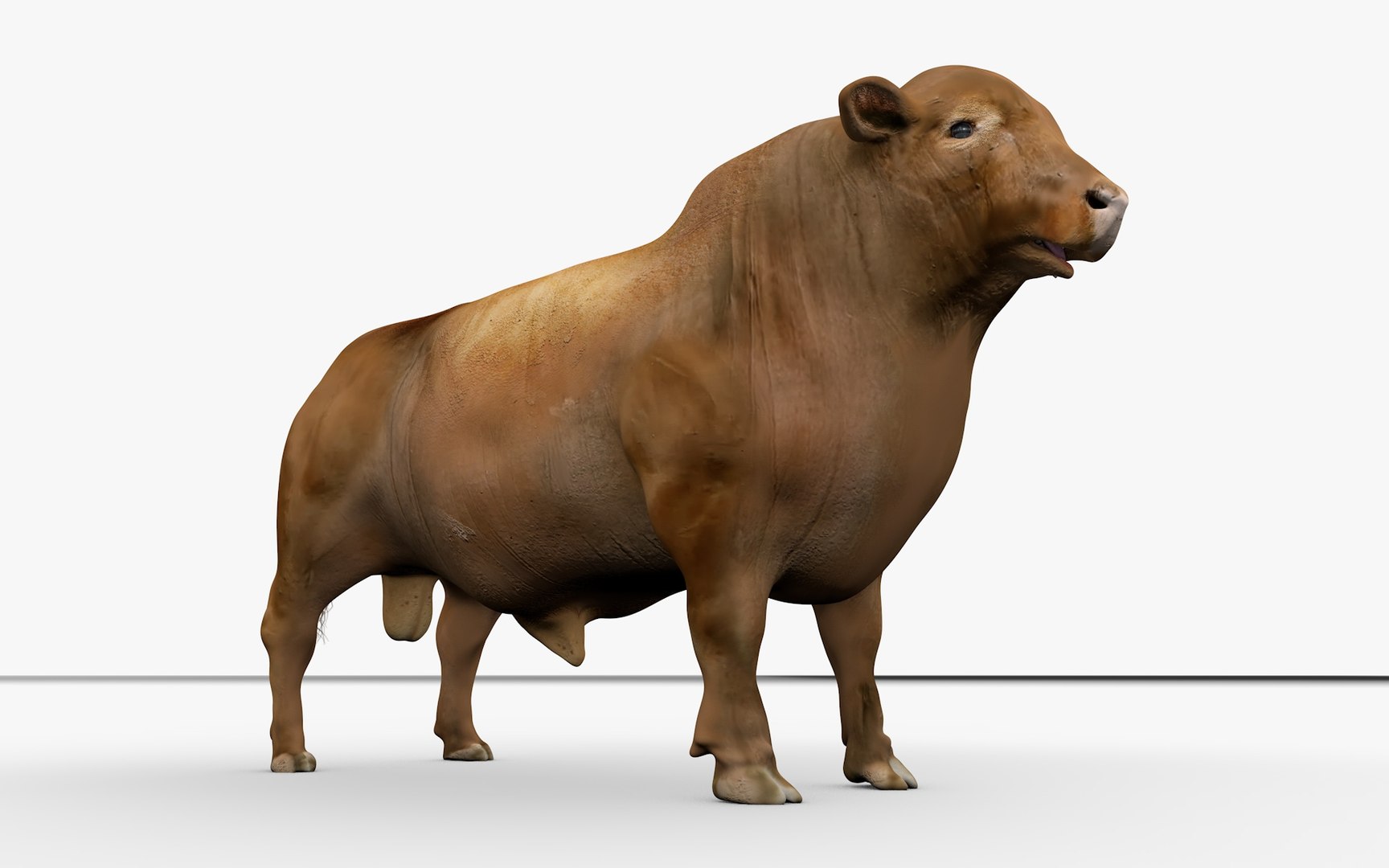 3D RED ANGUS Rigged L2062 - TurboSquid 2153527