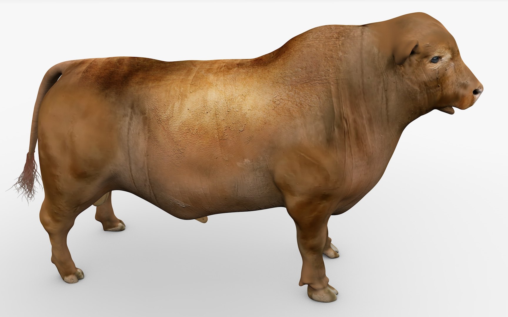 3D RED ANGUS Rigged L2062 - TurboSquid 2153527